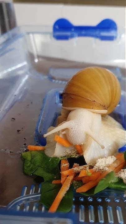 드디어 당근맛을 알아버린 대왕 달팽이 우아하게 냠냠 Youtube