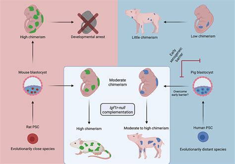Chimera Mouse Genetics