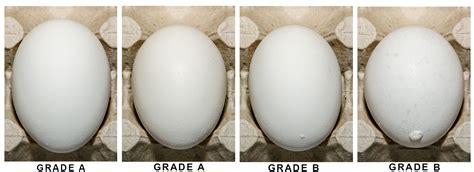 Grade A Egg Candling