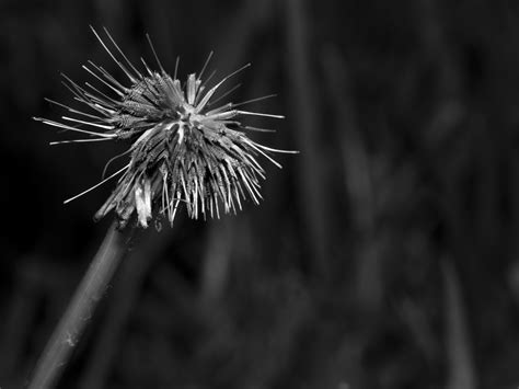 무료 이미지 나무 자연 분기 검정색과 흰색 사진술 민들레 잎 단색화 플로라 닫다 영국 피터 버러 매크로