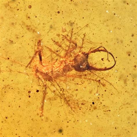 Rare Ant Lion Larva With Beetle Fossil Inclusion In Burmese Etsy