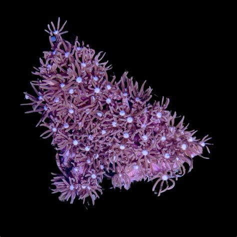 Star Polyps Larger Plug Aquarium Beauties