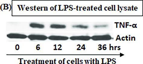 Western Blot Analysis Of Tnf α Or Actin In Response To Lps The Cell