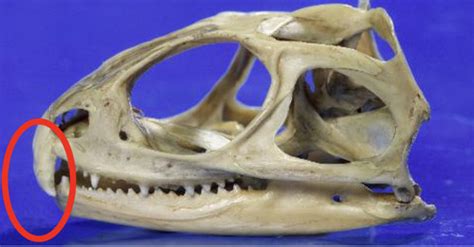 Biol 3030 Chp 15 Lepidosaurs Flashcards Quizlet