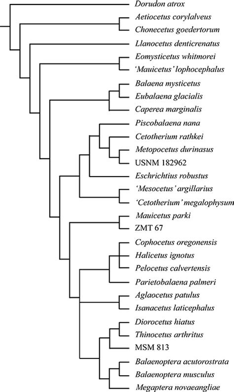 Strict Consensus Tree Of Six Most Parsimonious Trees Resulting From A Download Scientific