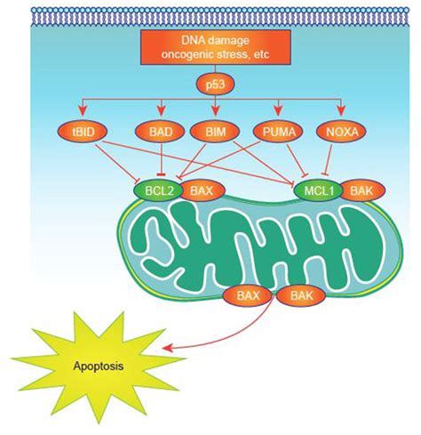 Apoptosis Activation In Normal And Tumor Cells Apoptosis Signaling Is Download Scientific