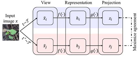 The Framework Of Simclr Chen Et Al 2020a Algorithm Download Scientific Diagram