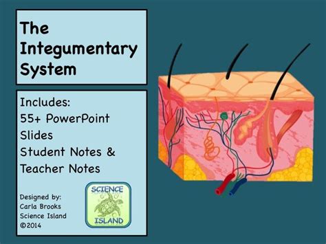 The Skin Integumentary System Exercise Pages Explanation Mb Latest Revision Maya