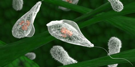 Reino Protista Concepto Tipos Características Y Ejemplos
