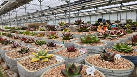 폭설피해 농장정리 ㅡ예쁜것만 골랐어요 Youtube