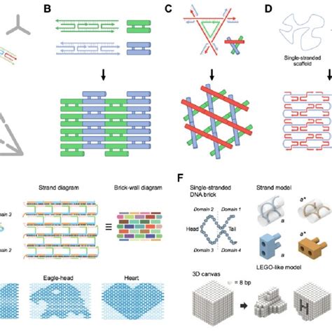 Dna Nanostructures With Nps A Multicolor Nanobeacons Adapted From