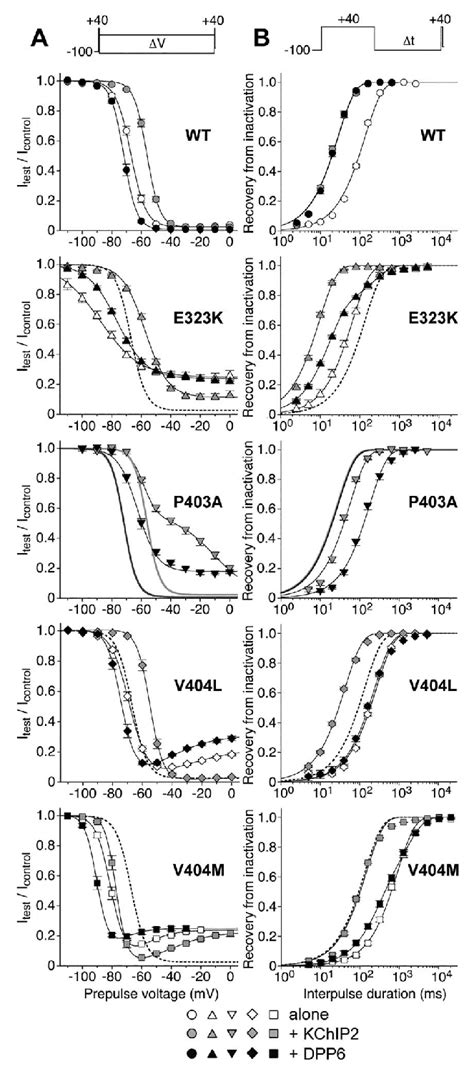 Voltage Dependence Of Steady State Inactivation And Recovery Kinetics