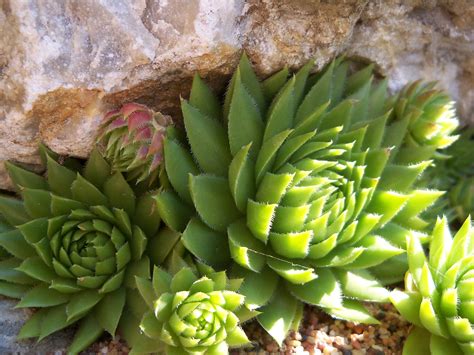 무료 이미지 돌 녹색 가을 식물학 흥미 진진한 정원 플로라 꽃 피는 식물 육상 식물 고슴도치 선인장 진짜