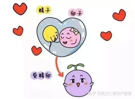 排卵了为什么不怀孕 知乎