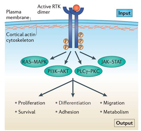 Schematic Representation Of A Tyrosine Kinase Receptor Activation Upon