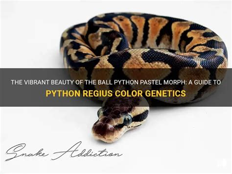 The Vibrant Beauty Of The Ball Python Pastel Morph A Guide To Python Regius Color Genetics