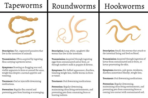 Dog Worms Types Symptoms Treatment And Prevention