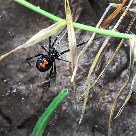 Spiders In Sydney Nsw Environment And Heritage Atelier Yuwaciaojp