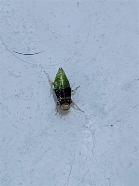 Found This Very Tiny Cutie With A Wiggle Butt R Whatsthisbug