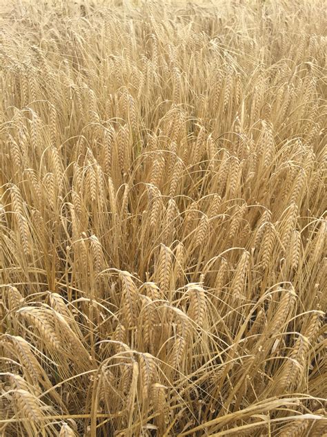 Seed Growing Biddick Inc