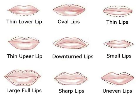 Lip Shape Examples At Patrick Lauzon Blog