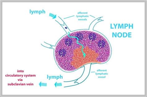 What Is Lymph