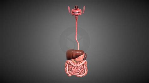 Digestive System 3d Model