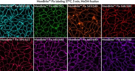 Membrite® Fix Cell Surface Staining Kits Biotium