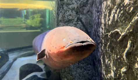 Electric Eel Hunting