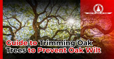 Guide To Trimming Oak Trees To Prevent Oak Wilt