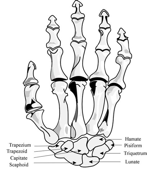 Carpal Bones Anatomy Funtions Injuries And Fractures