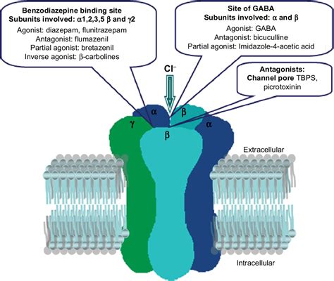 Gaba Receptor