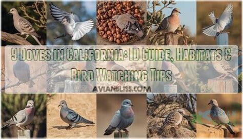 9 Doves In California Id Guide Habitats And Bird Watching Tips