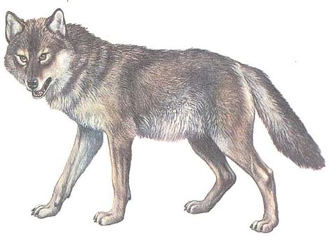 Картинки Волк Для Детей Цветные Красивые – Telegraph