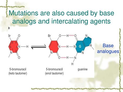 PPT Definitions Replication Errors Spontaneous DNA Damage DNA Mutations Double Strand