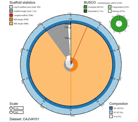 Genome Assembly Of Ocypus Olens Icocyolen11 Metrics The Blobtoolkit
