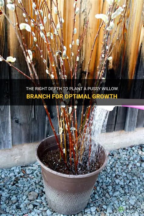 The Right Depth To Plant A Pussy Willow Branch For Optimal Growth Shuncy