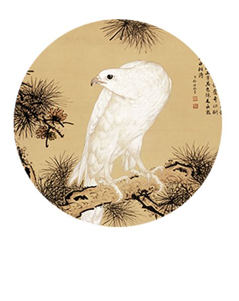 鹰图 最霸气的鹰图片 松鹰图 大山谷图库