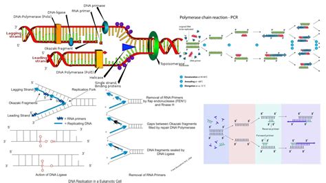 Yeast Artificial Chromosomes Yacs Definition Structure Construction Uses Biology Notes