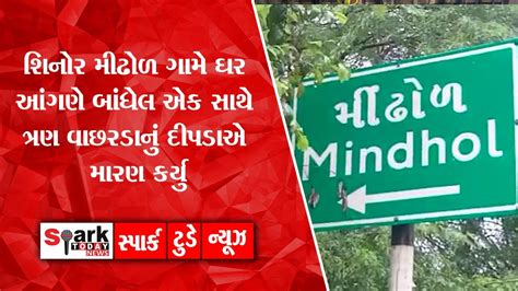 શિનોર મીઢોળ ગામે ઘર આંગણે બાંધેલ એક સાથે ત્રણ વાછરડાનું દીપડાએ મારણ