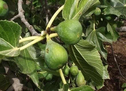 Exploring The Medicinal Properties Of Ficus Carica A Pharmacognostic Perspective