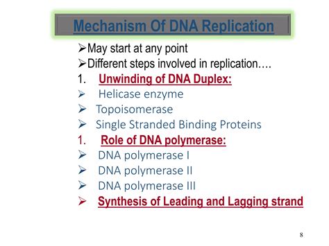 Dna Replication In Eukaryotes Ppt