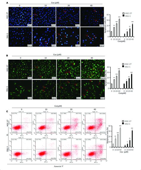 Cos Induced Apoptosis In Gc Cells Hgc 27 And Snu 1 Were Treated With Download Scientific