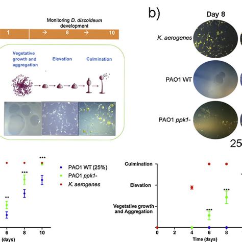 Dictyostelium Discoideum Development Assays As A Tool For Pseudomonas Download Scientific