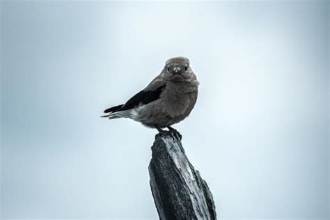 how to create a twitter app and api interface via python — sitepoint