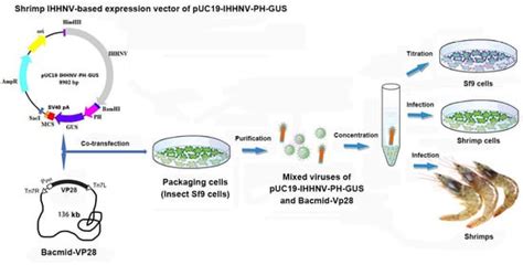 Development And Evaluation Of A Shrimp Virus Ihhnv Mediated Gene