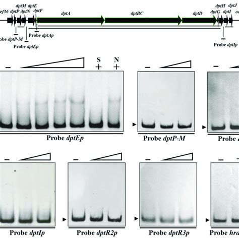 Determination Of Dasr Binding Site On Dptep A Dnase I Footprinting Download Scientific