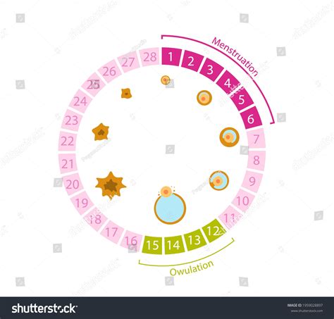 Female Menstrual Cycle Circular Table Ovulation Stock Vector Royalty