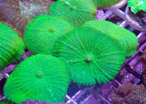 Rhodactis Green Rhodactis Corals