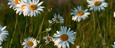 Chamomile Fields Stock Footage Videohive